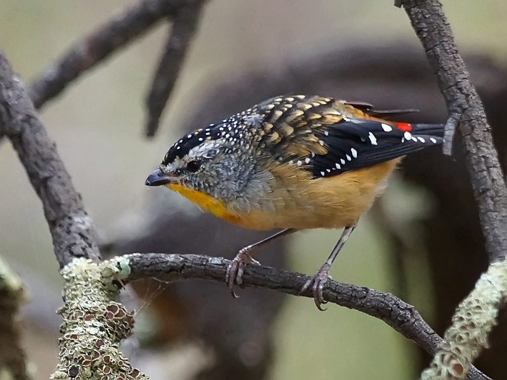Spotted Pardalote - Canberra Birds